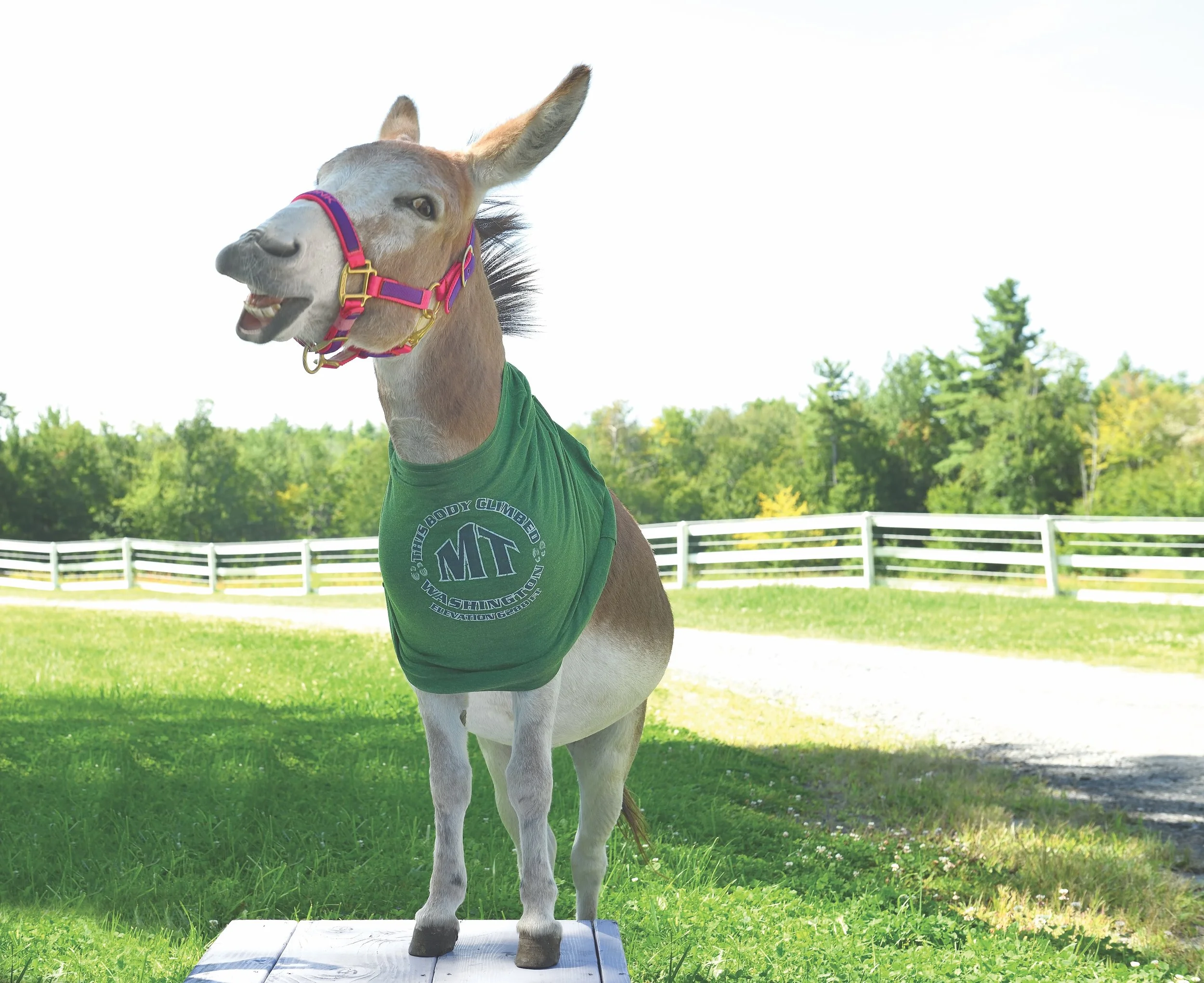 Horses — Willow Bend Publishing