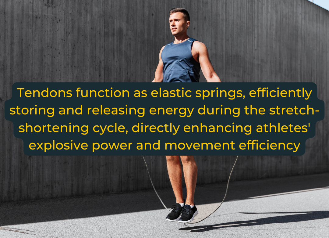 Optimising Tendon Properties for Track and Field Performance ...