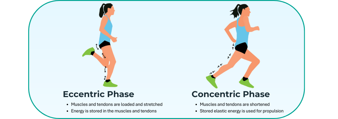 Optimising Tendon Properties for Track and Field Performance ...