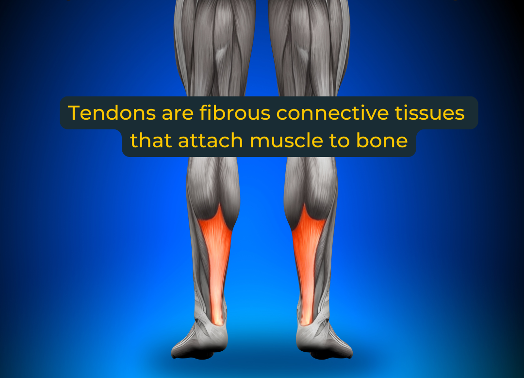 Optimising Tendon Properties for Track and Field Performance ...