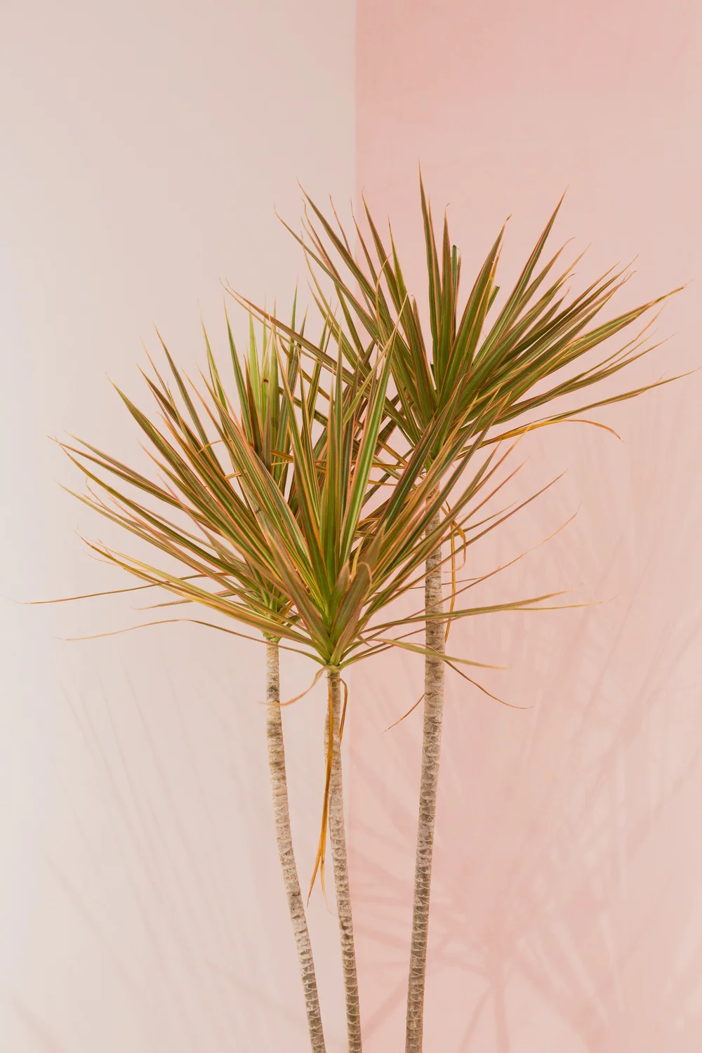 Seven Primal Questions