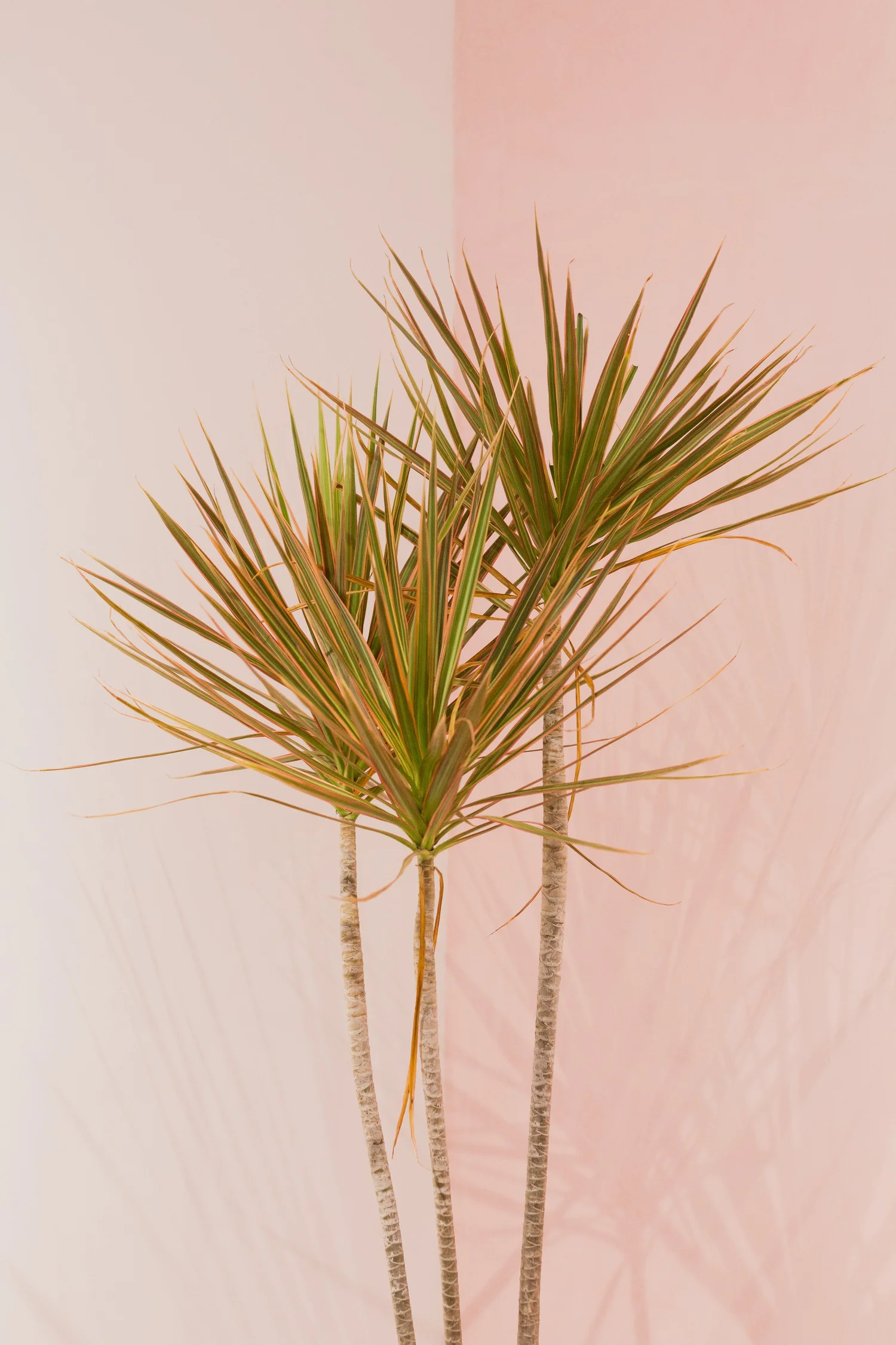 Seven Primal Questions