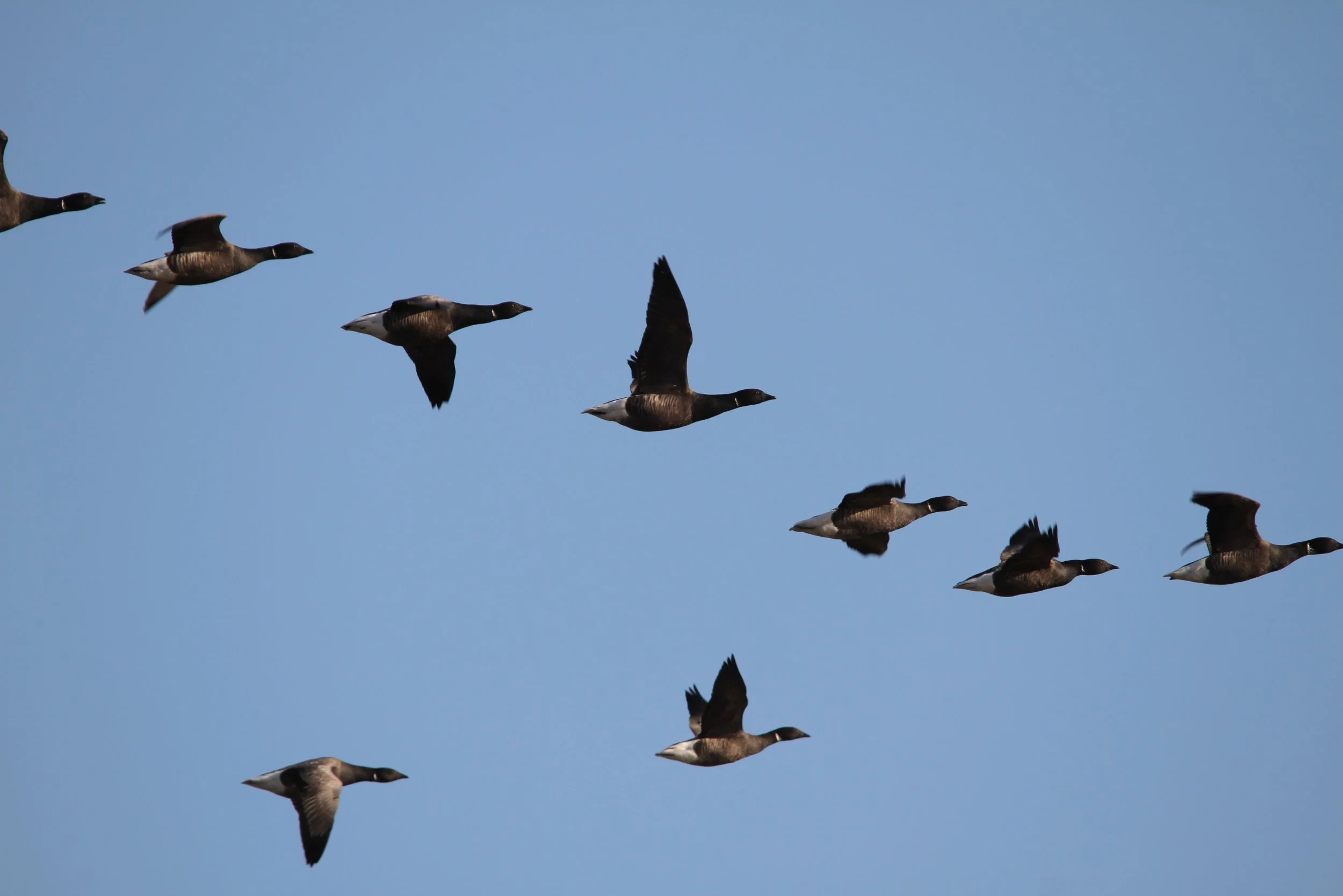 Wintering Bird Surveys — The Ecology Co-op