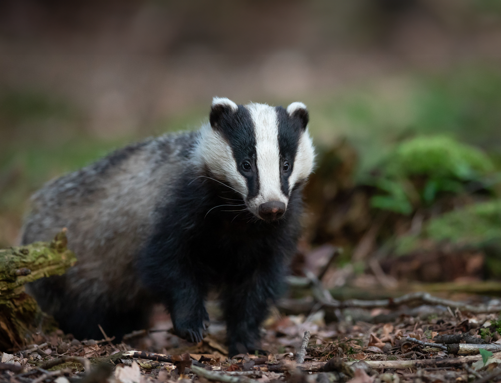 Badger Surveys — The Ecology Co-op