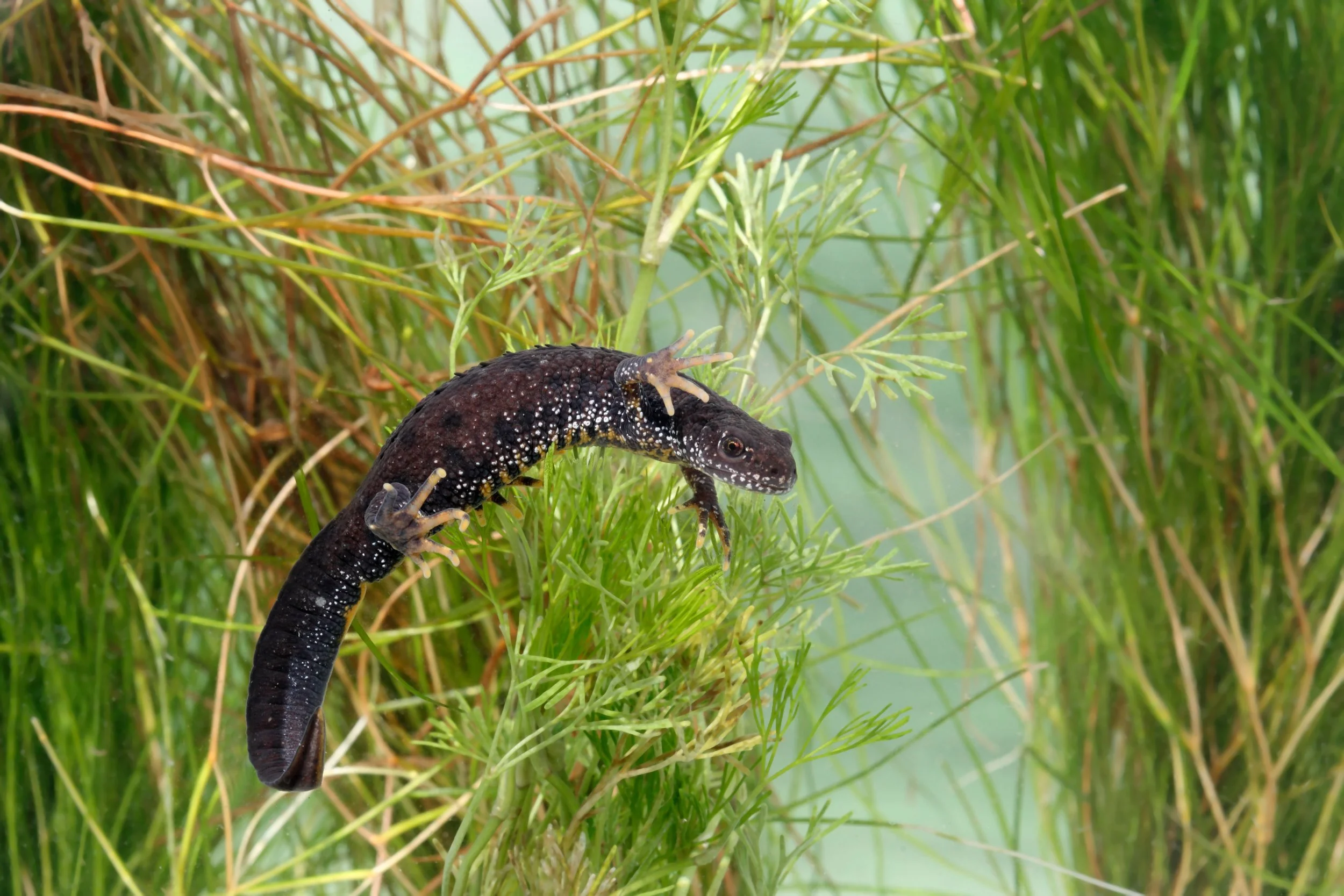 Great Crested Newt Surveys — The Ecology Co-op