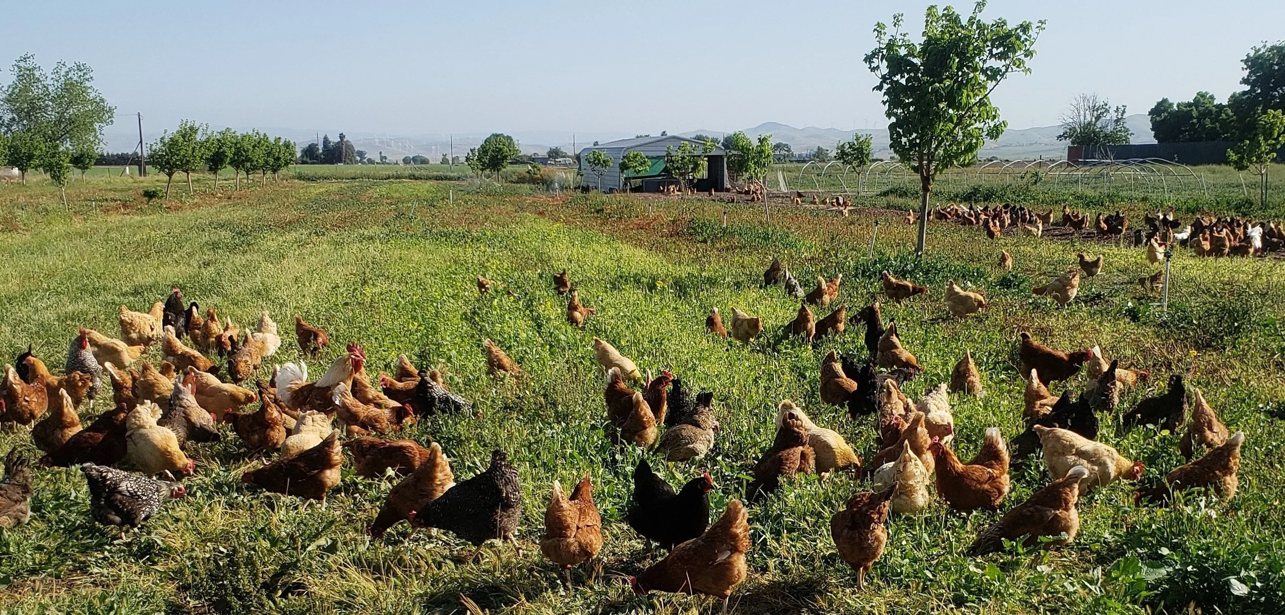 Shelly's Farm | Pastured Poultry & Eggs | Brentwood, CA