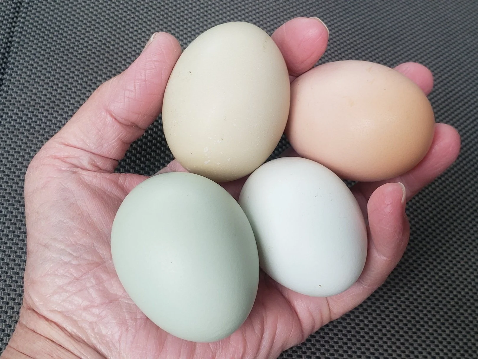 Shelly's Farm | Pastured Poultry & Eggs | Brentwood, CA