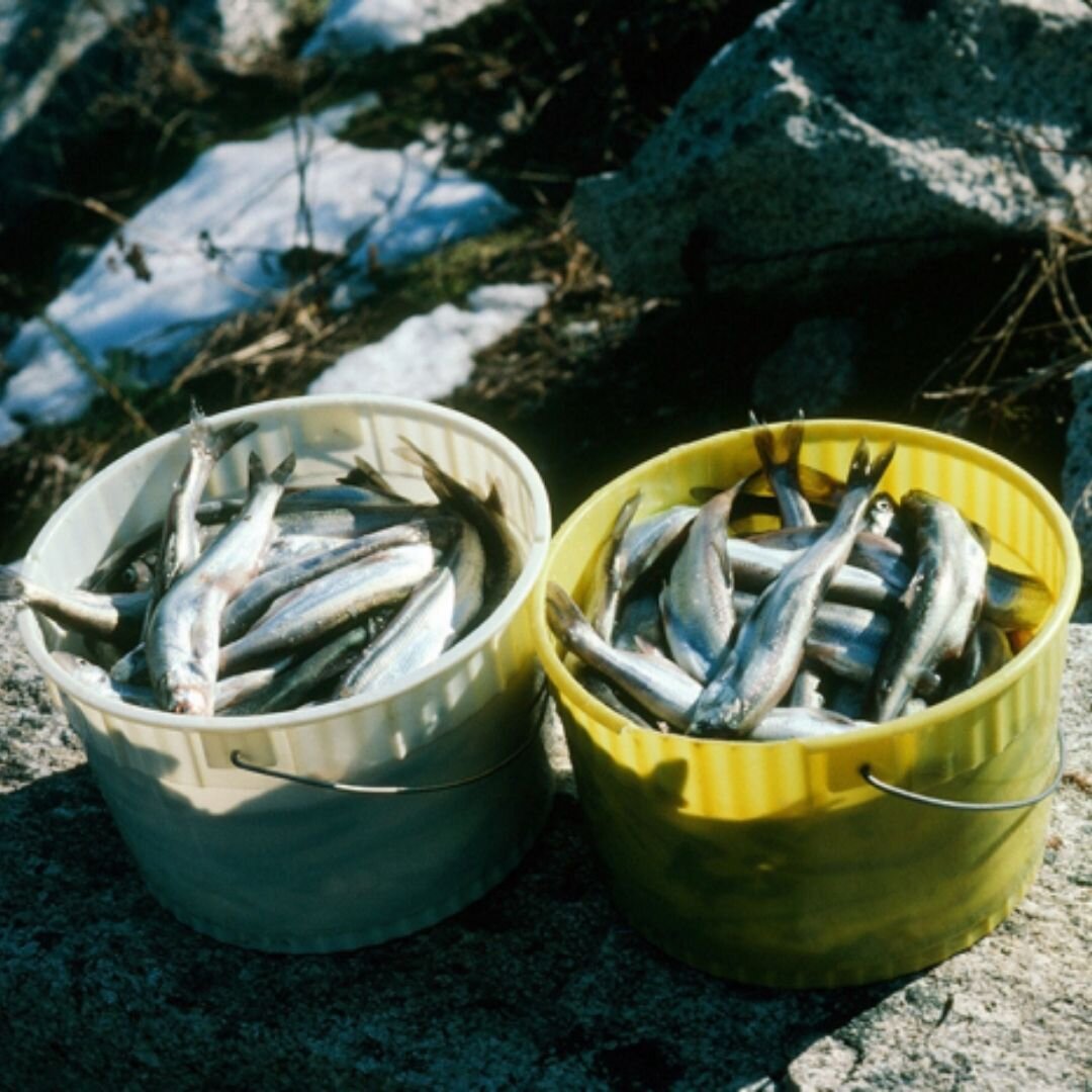 Indigenous Watersheds Initiative