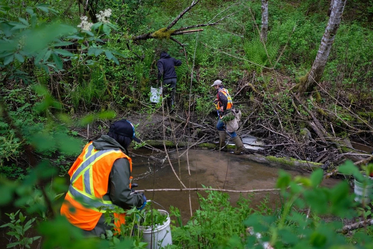Riparian Tree Planting with Kitsumkalum — Indigenous Watersheds Initiative