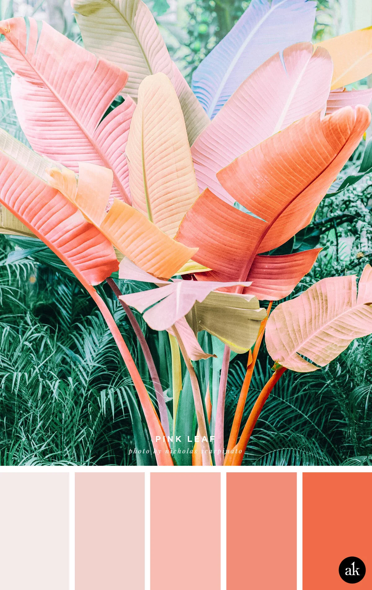 a pink-palm-inspired color palette | Akula Kreative