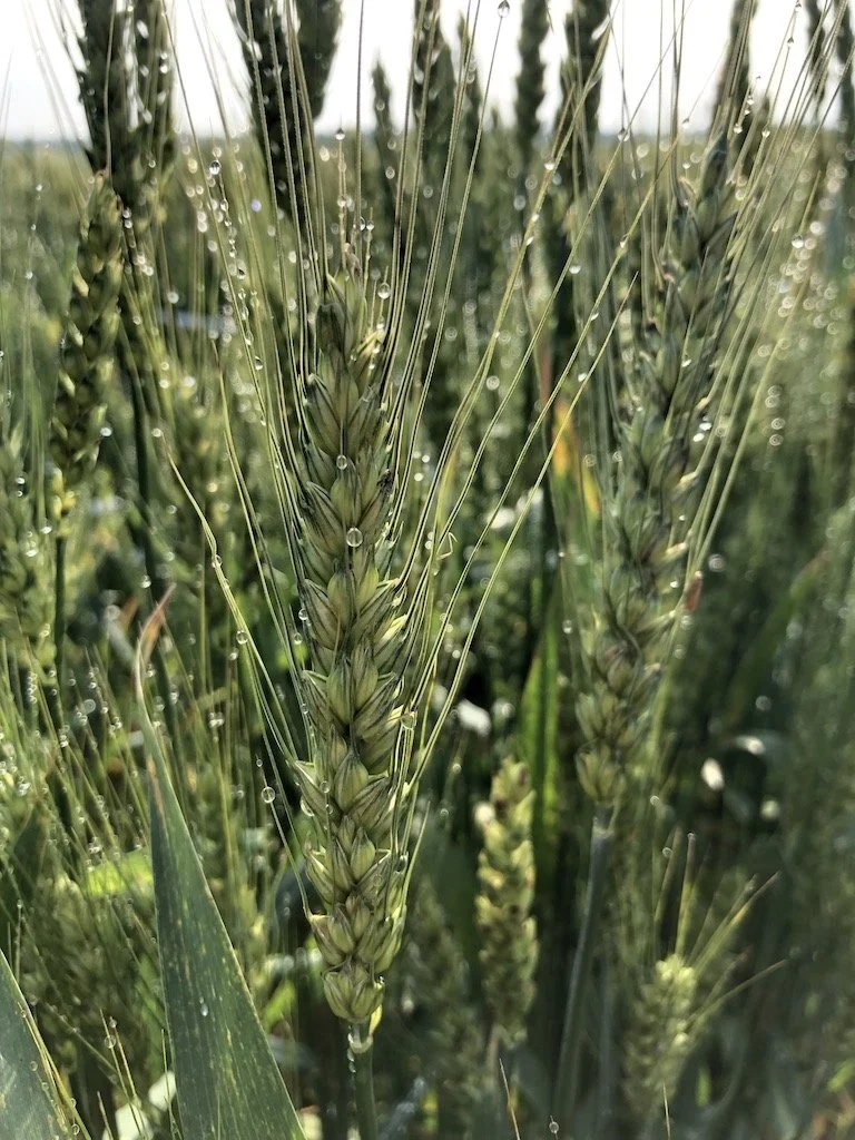 ABOUT — Ohio Valley Grain Exchange