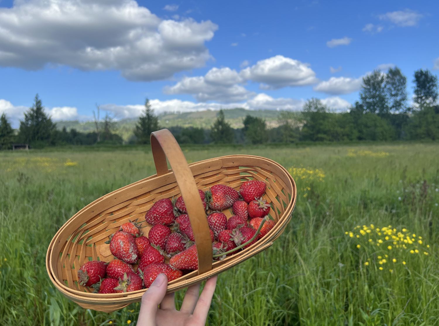 U-Pick | Discover, Pick, Enjoy Today — TERRA VALLEY FARMS