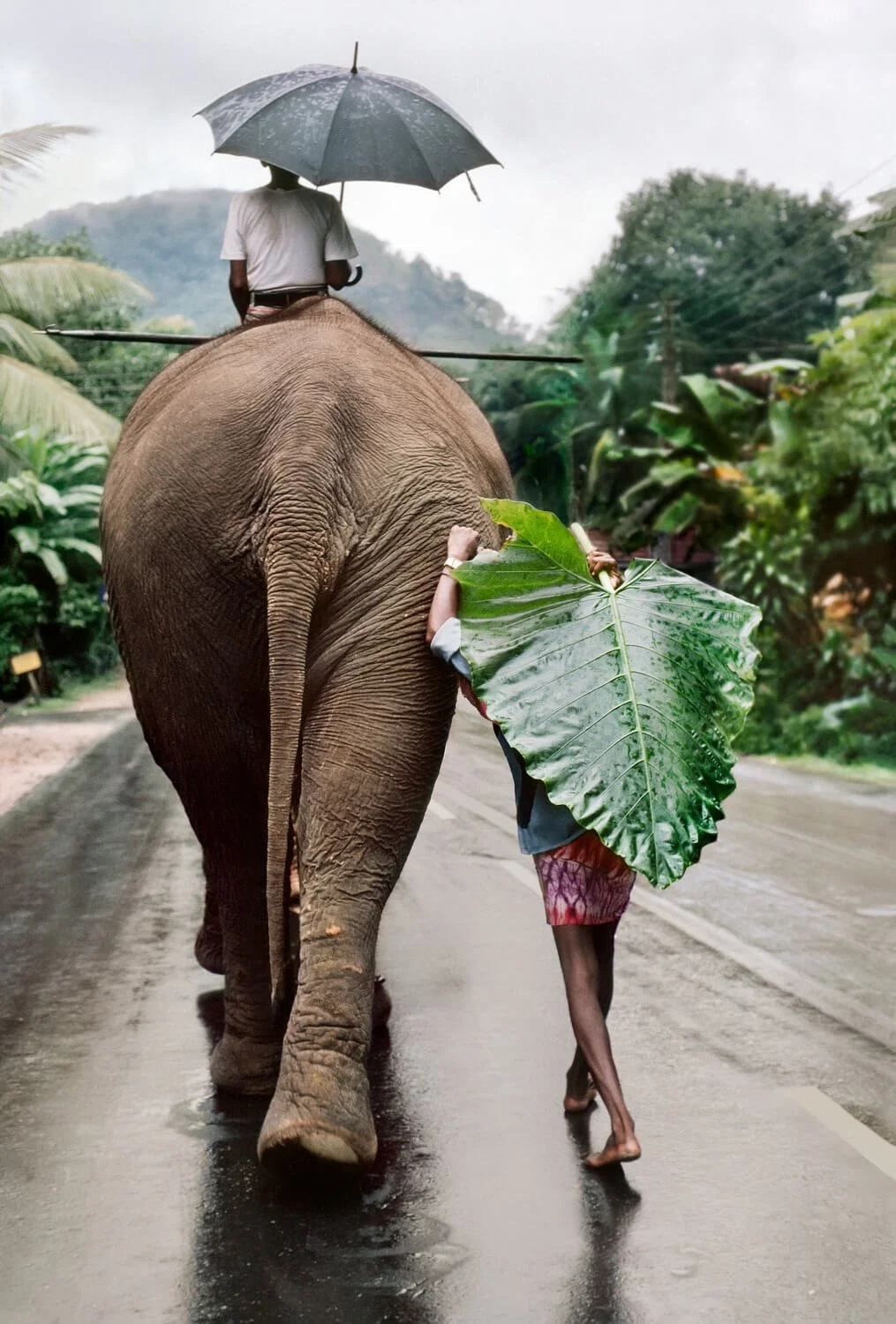 Fine Art Prints — Steve McCurry