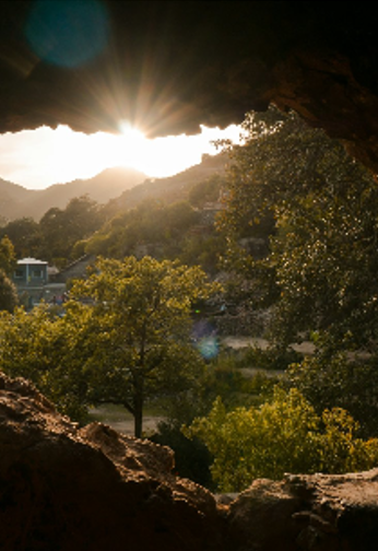 Oak Tree Counseling & Wellness