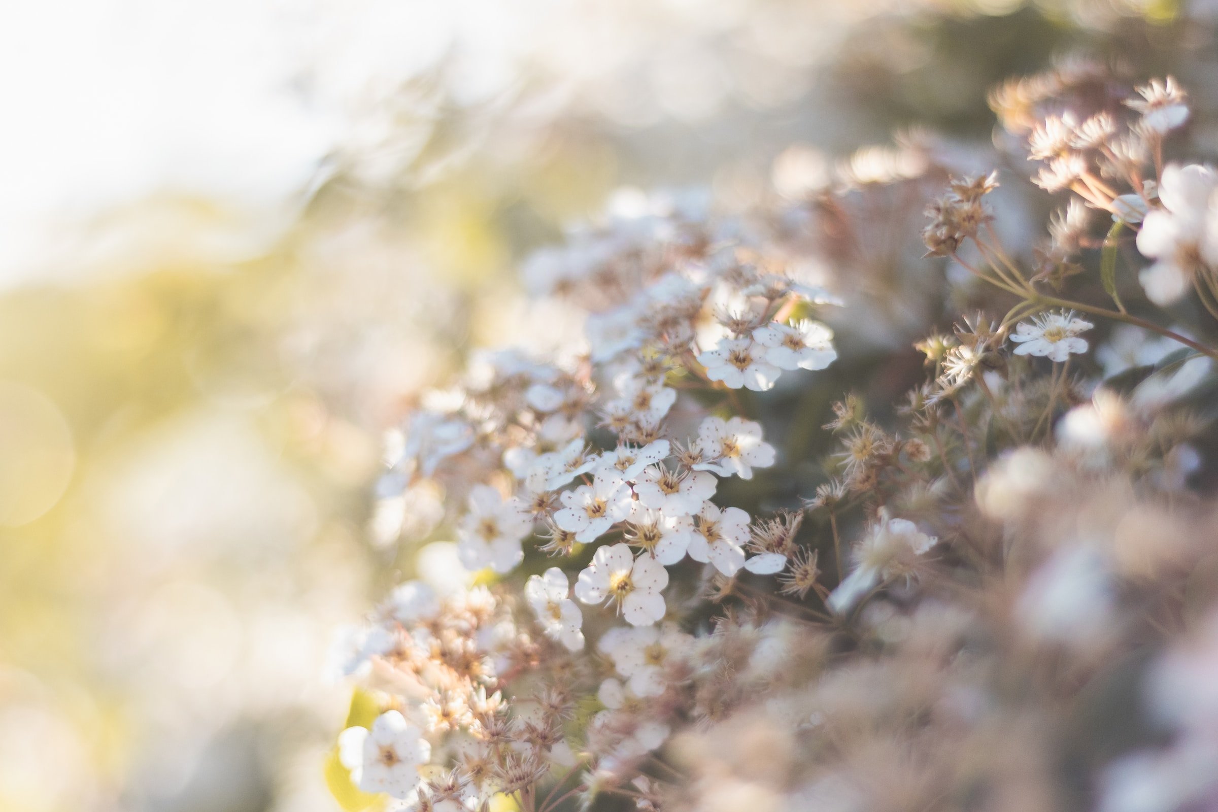 Contact — Bloom Speech Therapy, PLLC