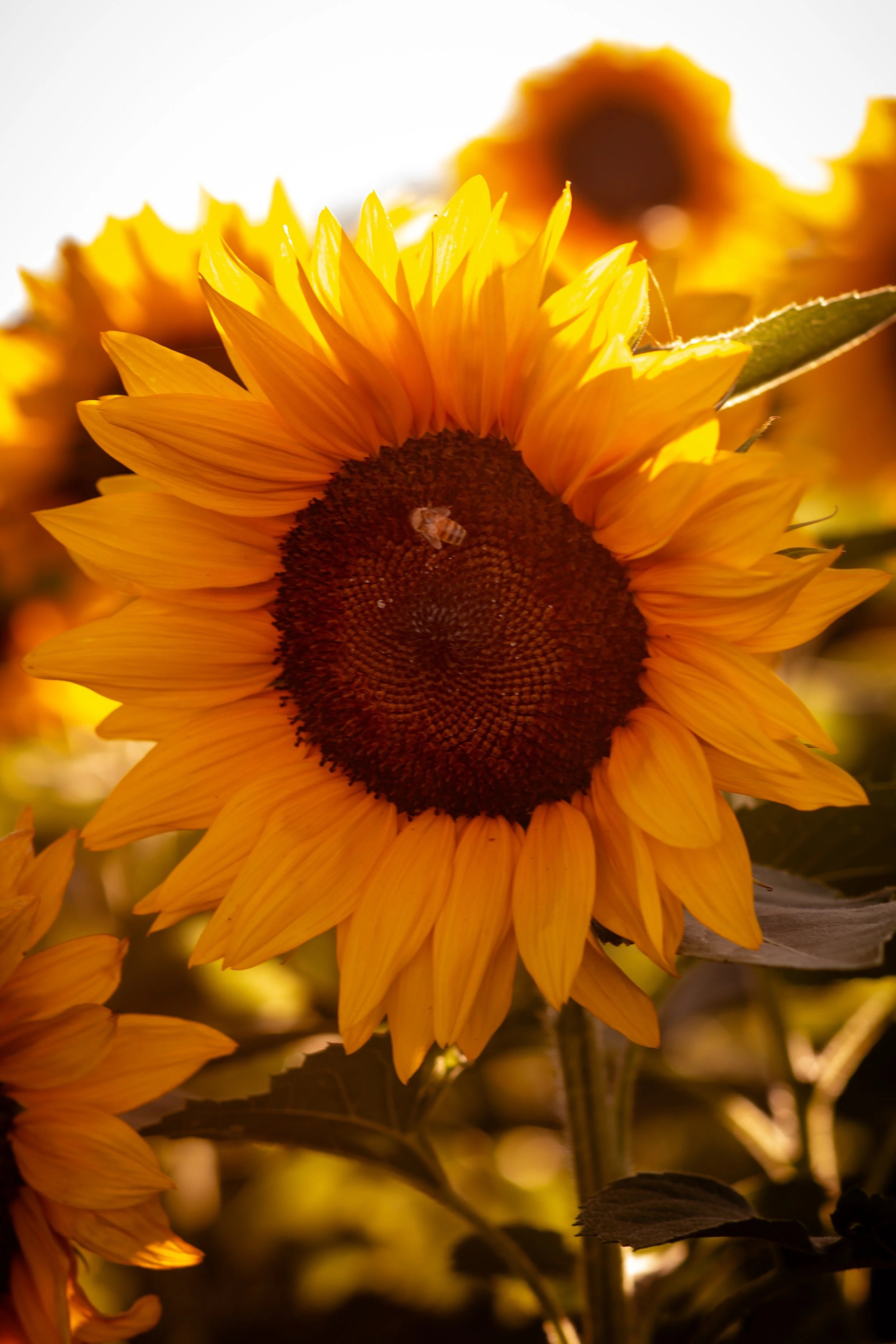 Walla Walla Flower Farm