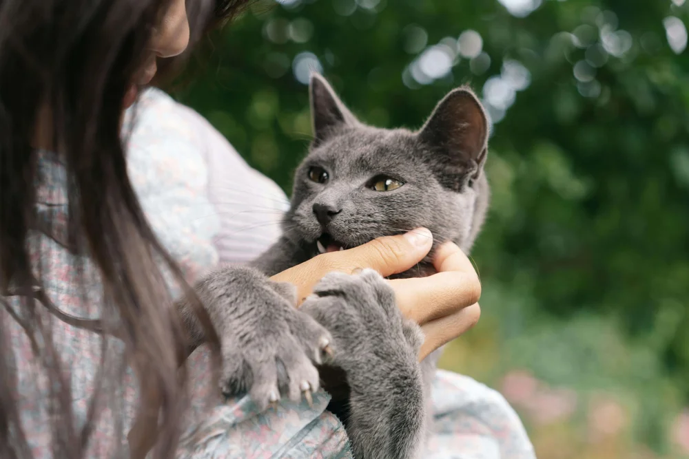 How Cats Help with Autistic Burnout: Soft Companions for Hard Days ...