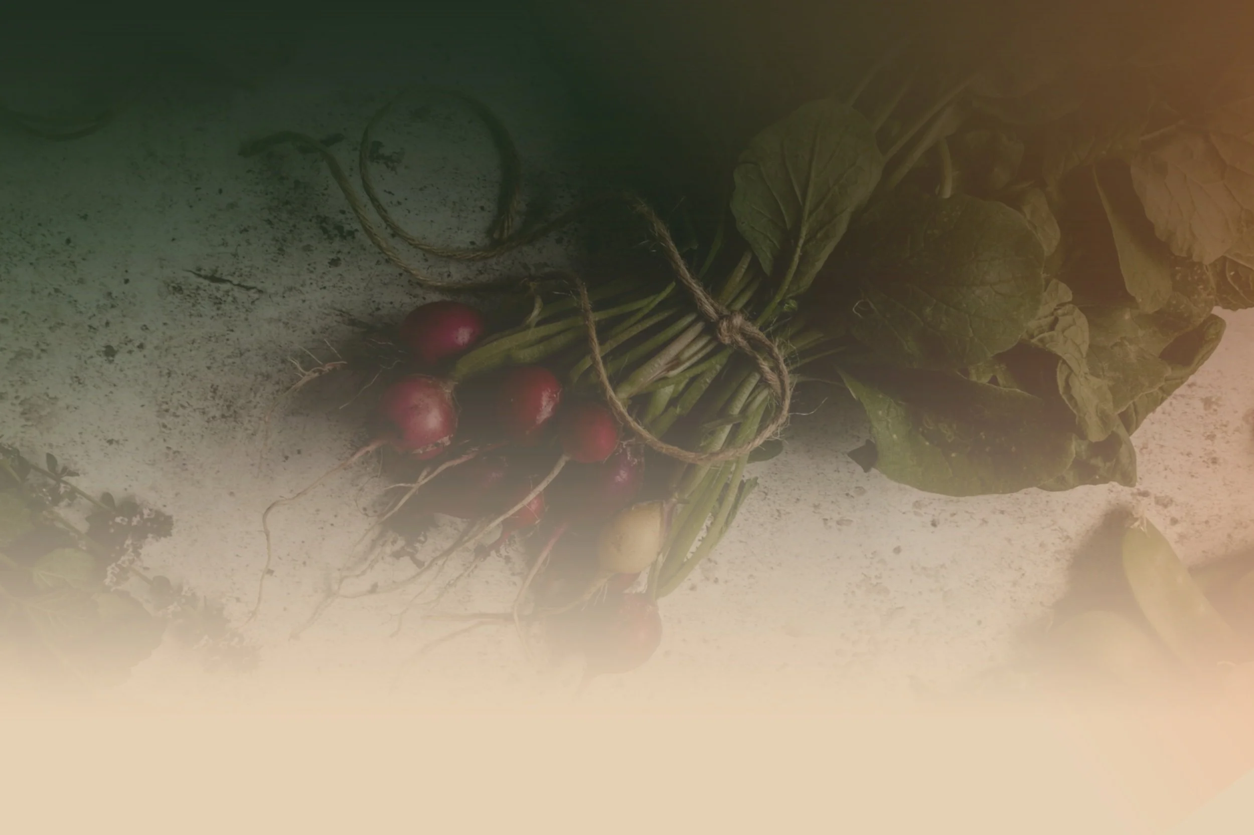 Media — Barb Sheldon Food Stories