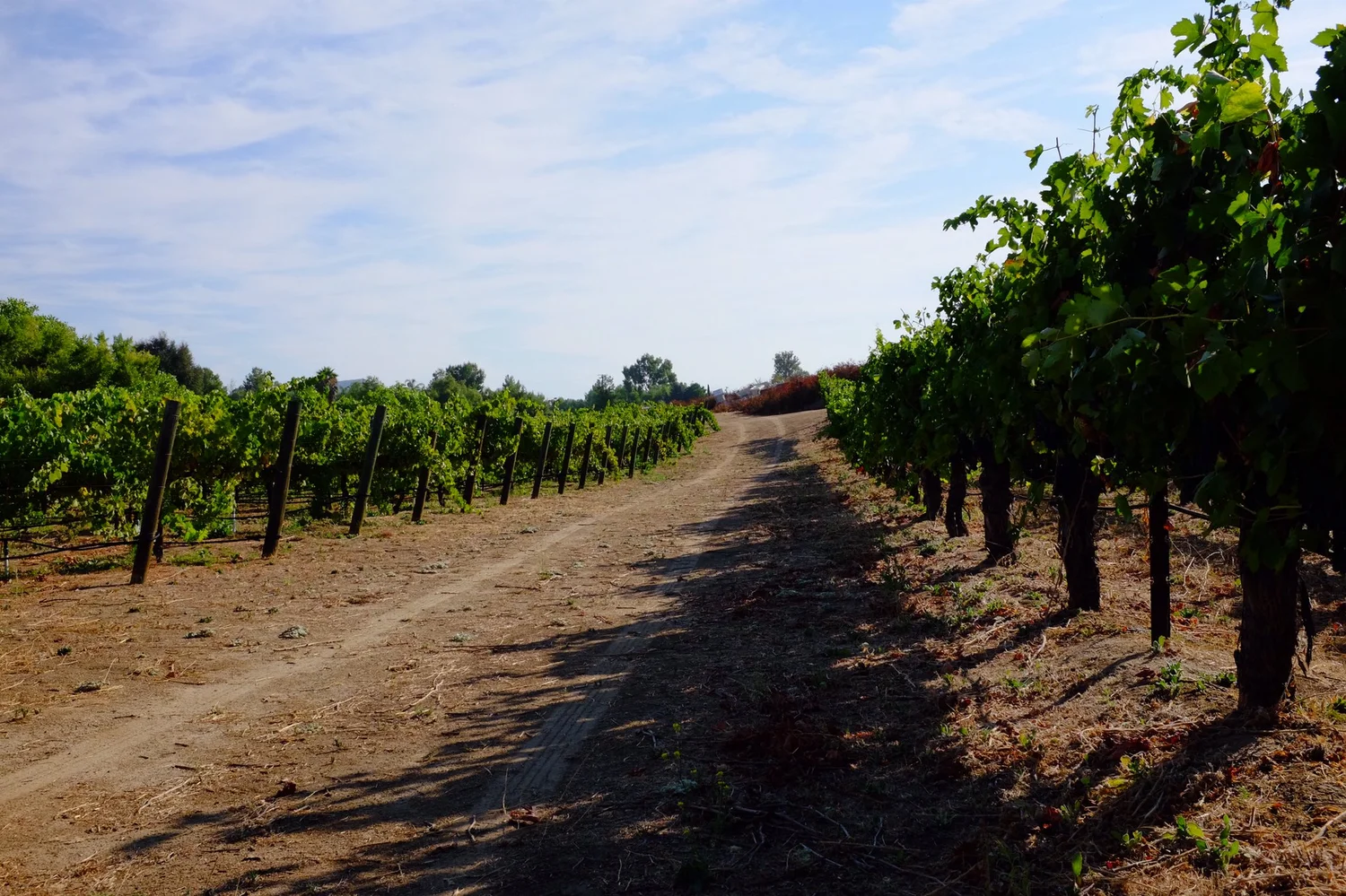Temeculas Newest Family Owned Winery!