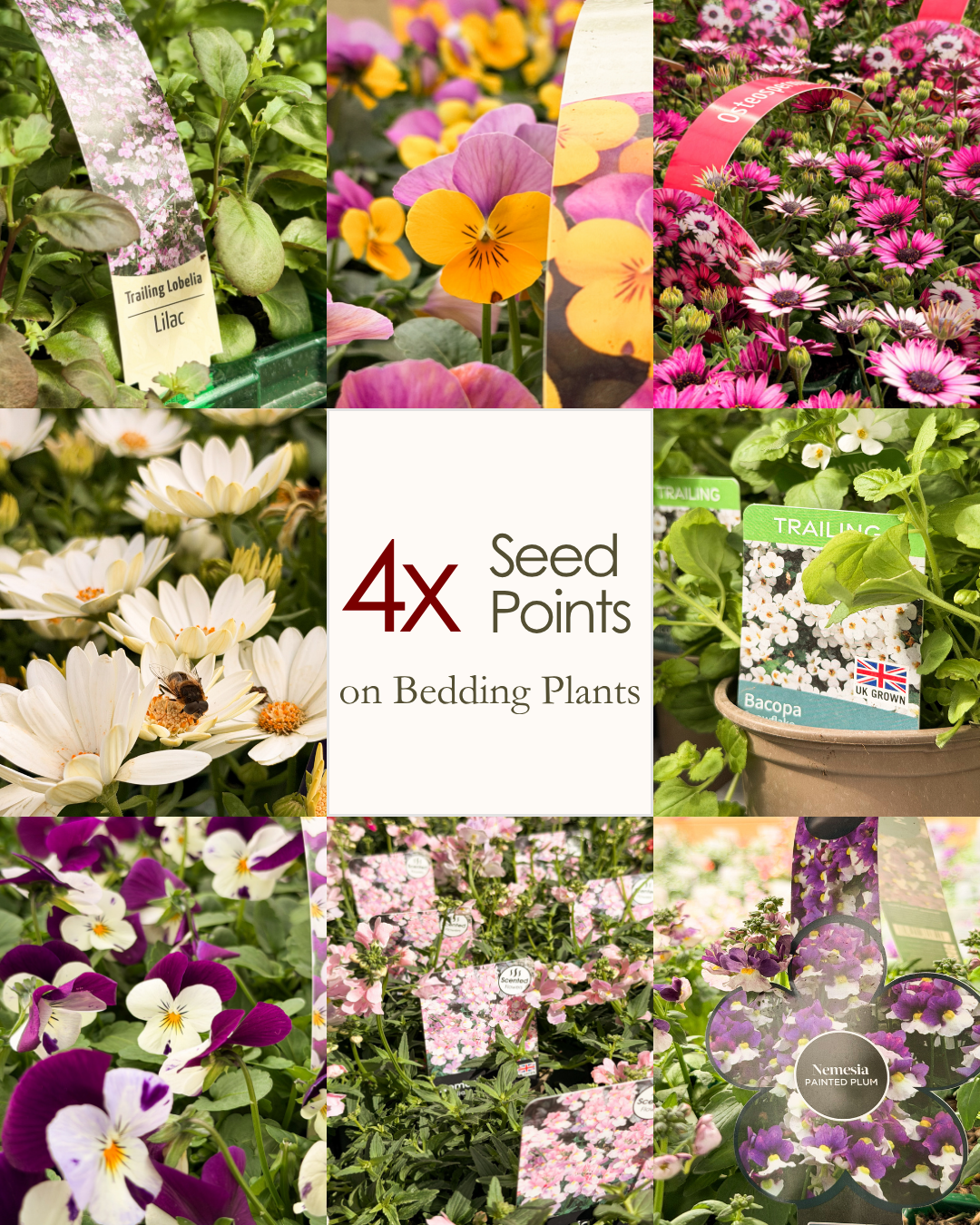 4x Seed Points on bedding plants — The Plant Place