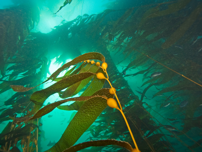 What Is SeaCell? Is This Fiber Too Good To Be True? — SCI (Sport ...