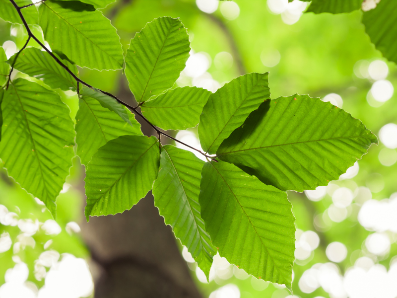 What Is Lenzing Modal? Is It Different From Modal? — SCI (Sport Casuals ...