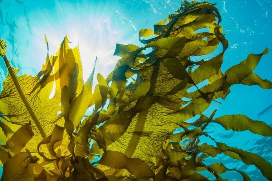 Revolutionizing Activewear With Seacell™: The Future Of Sustainable ...