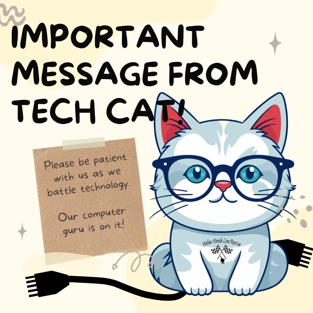 Adopt — Feline Finish Line Rescue