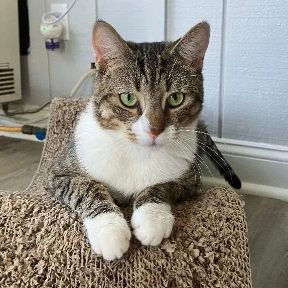 Feline Finish Line Rescue