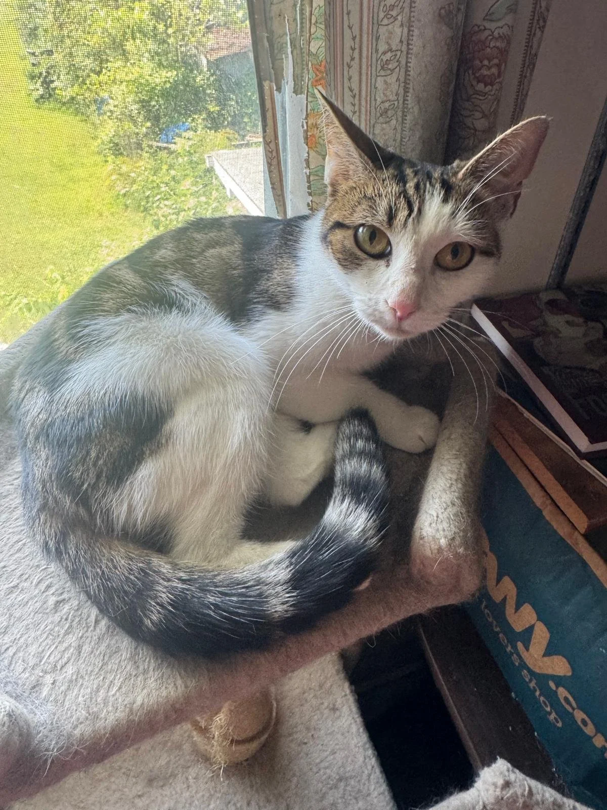 Feline Finish Line Rescue