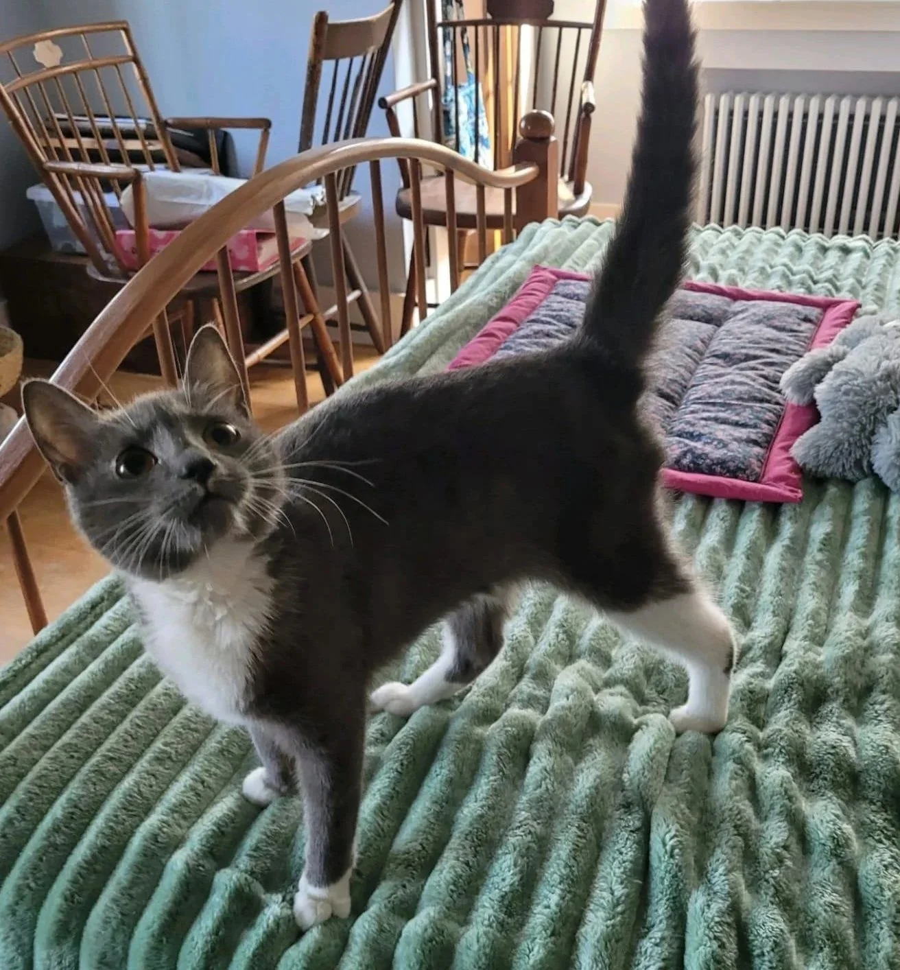 Feline Finish Line Rescue