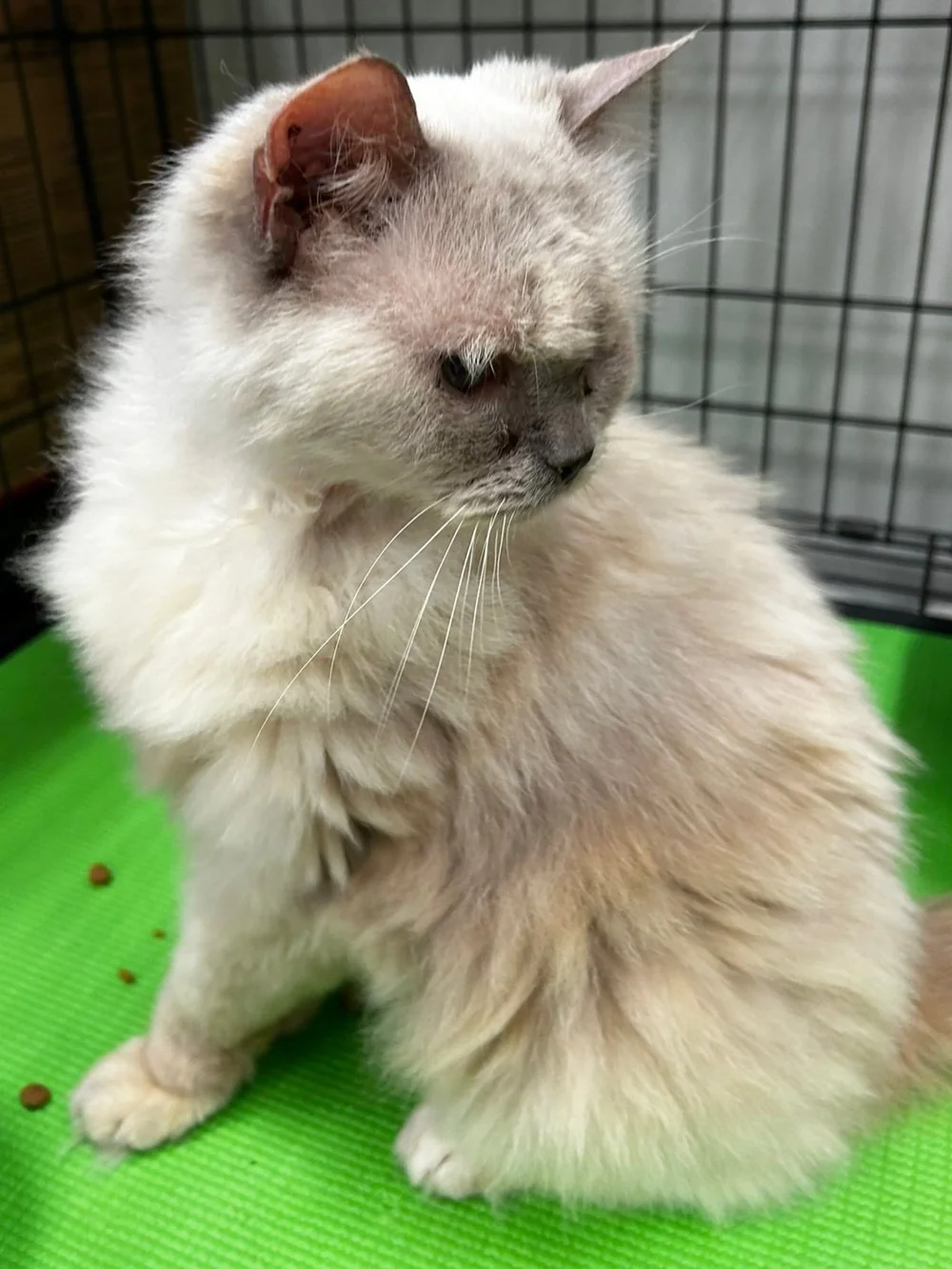 Feline Finish Line Rescue