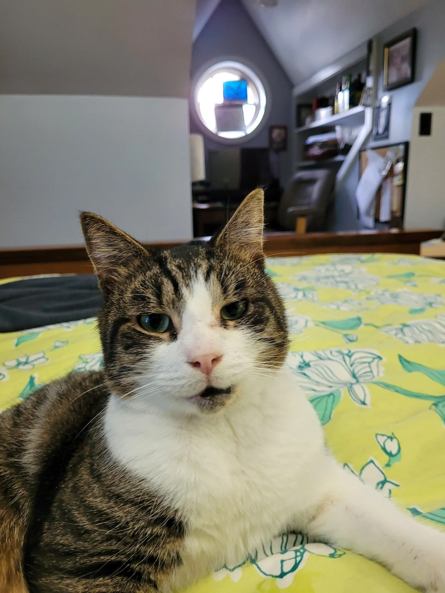 Feline Finish Line Rescue