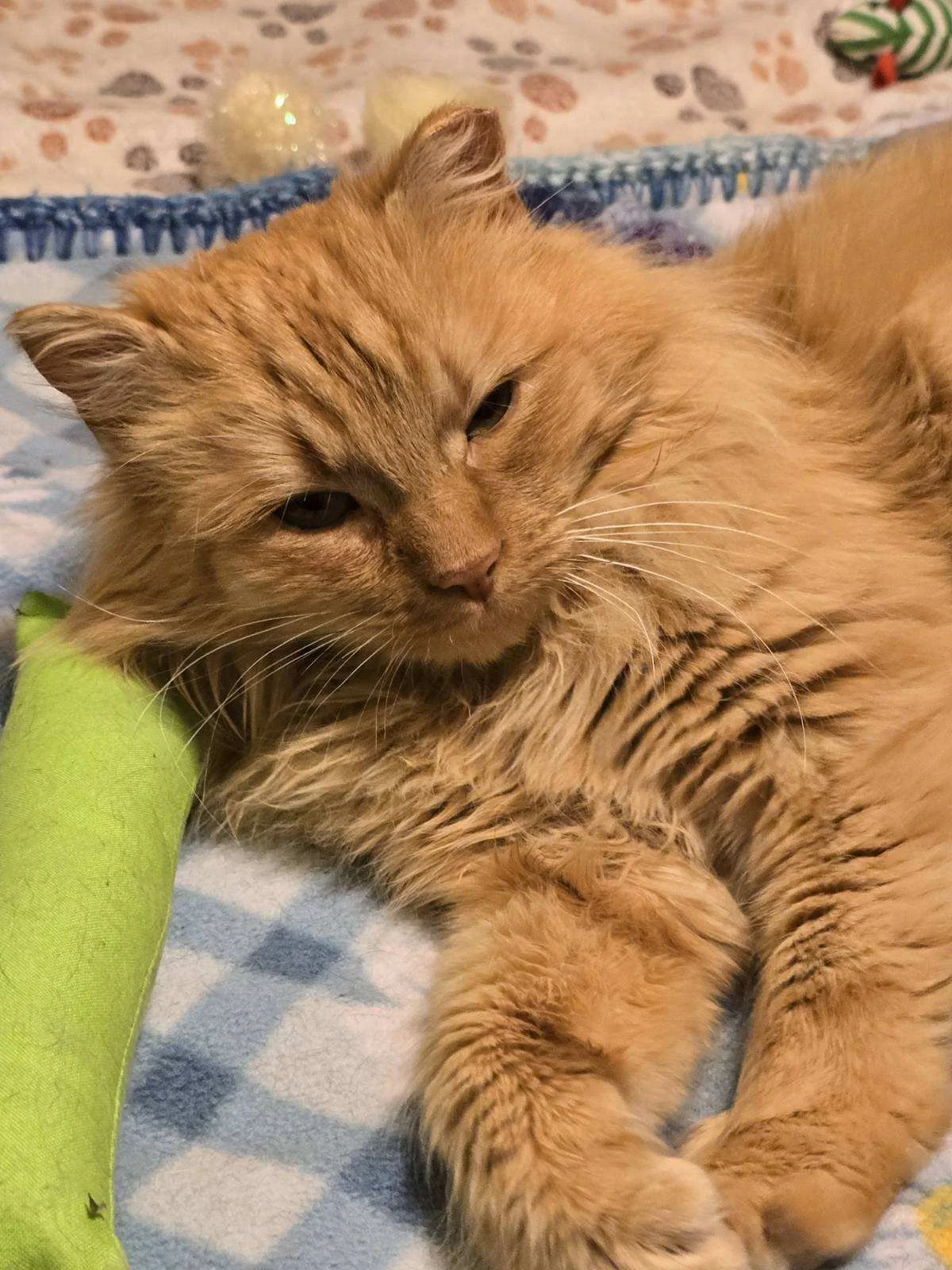 Feline Finish Line Rescue