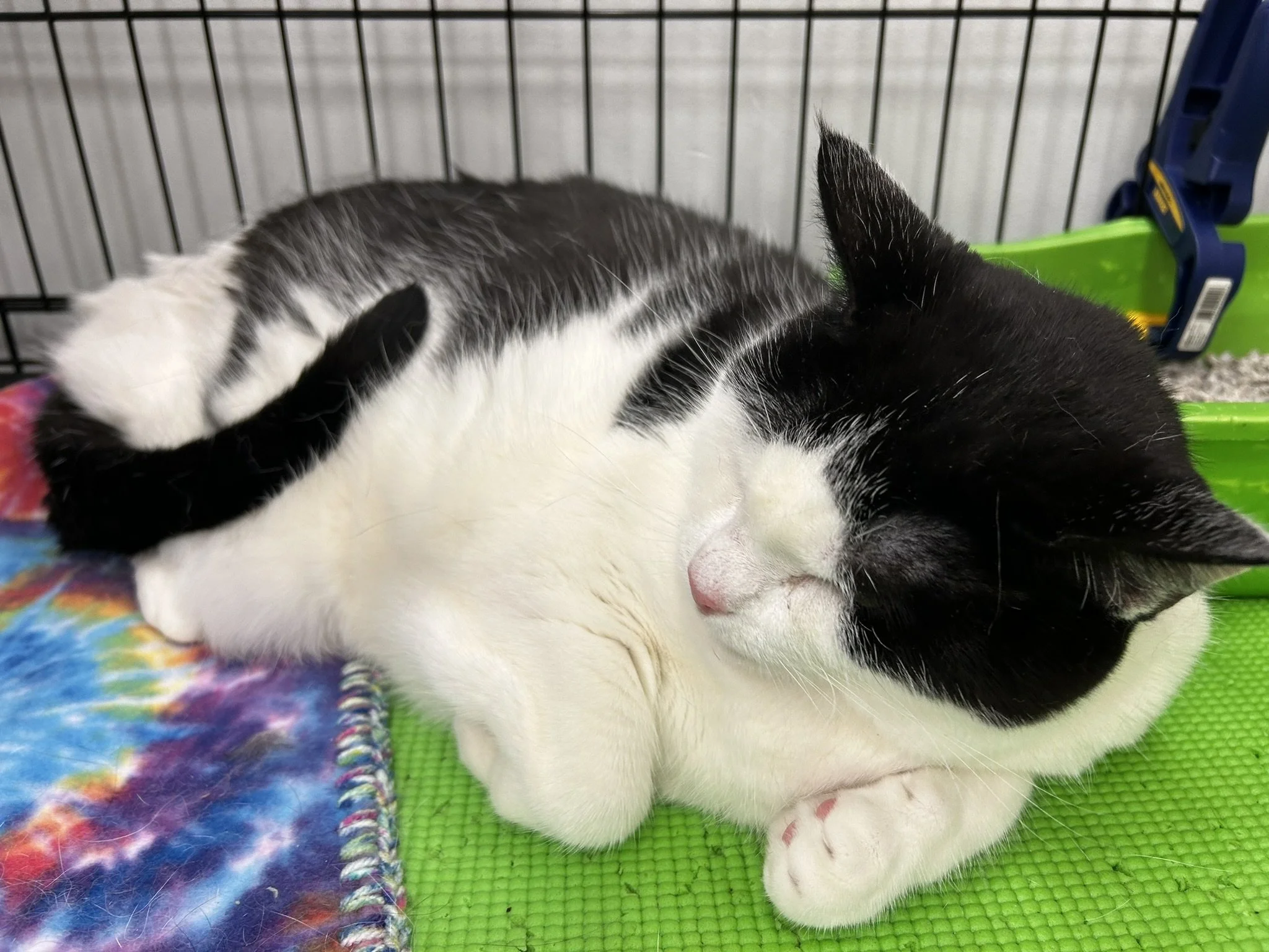 Feline Finish Line Rescue