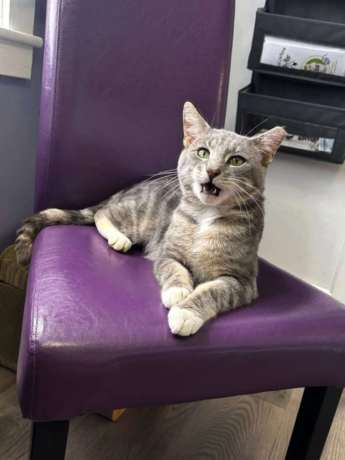 Feline Finish Line Rescue