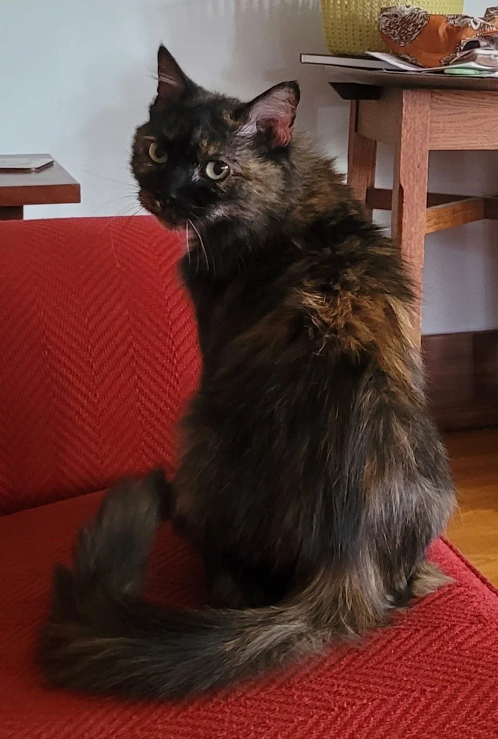 Feline Finish Line Rescue
