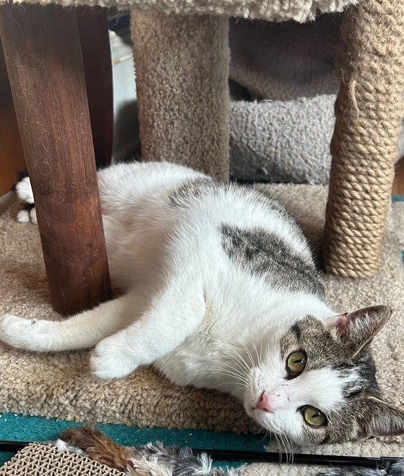 Feline Finish Line Rescue