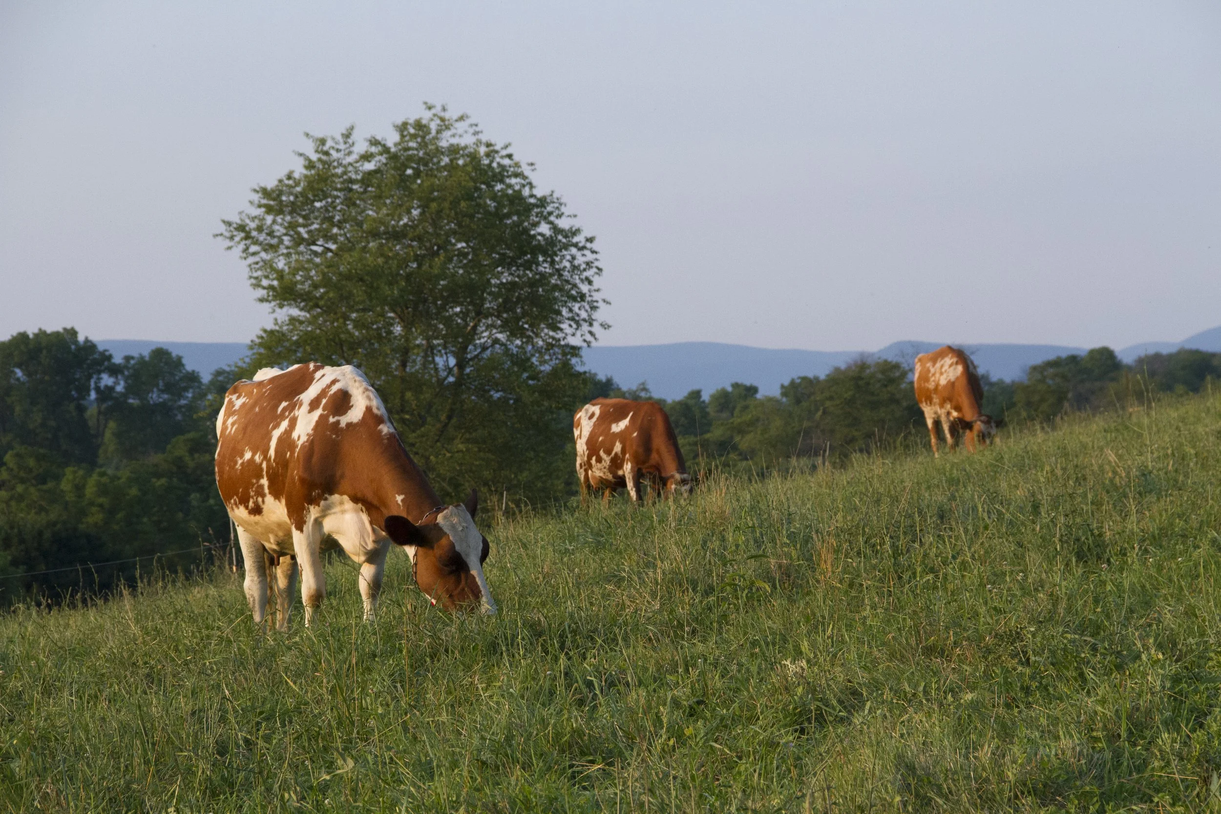 Meet the Cows — Hameau Farm Website