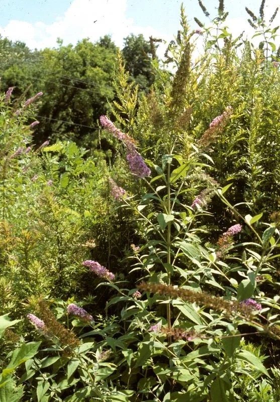 Invasive Plants — WeatherWood Design