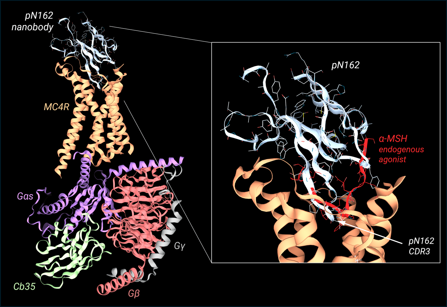 Melanocortin receptor 4 (MC4R) - Protein of the month — 3decision