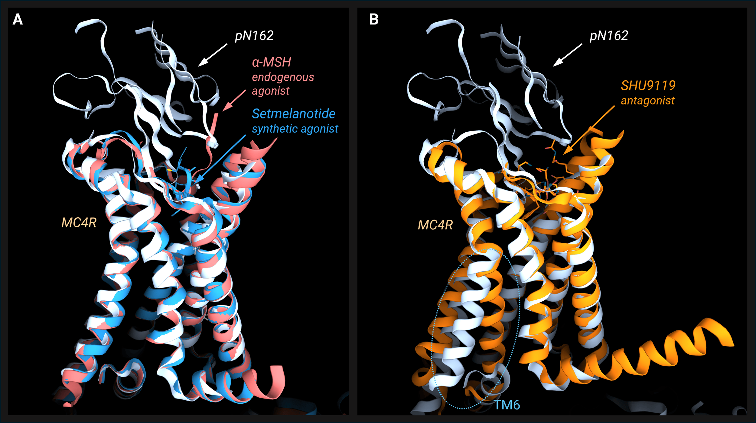 Melanocortin receptor 4 (MC4R) - Protein of the month — 3decision