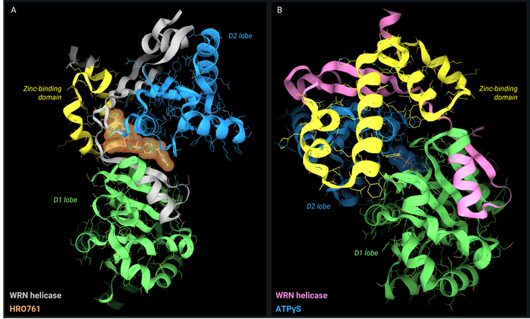 Structural studies unraveled the inhibition mechanism of the protein ...