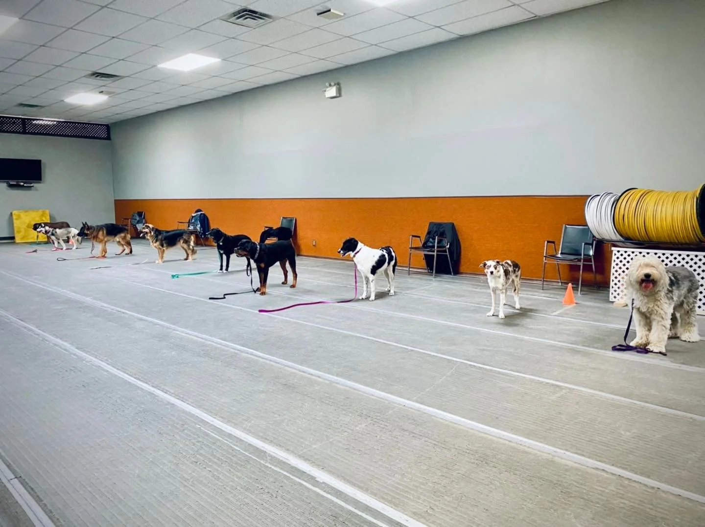 Group Class — Skiplyn Kennels Dog Training