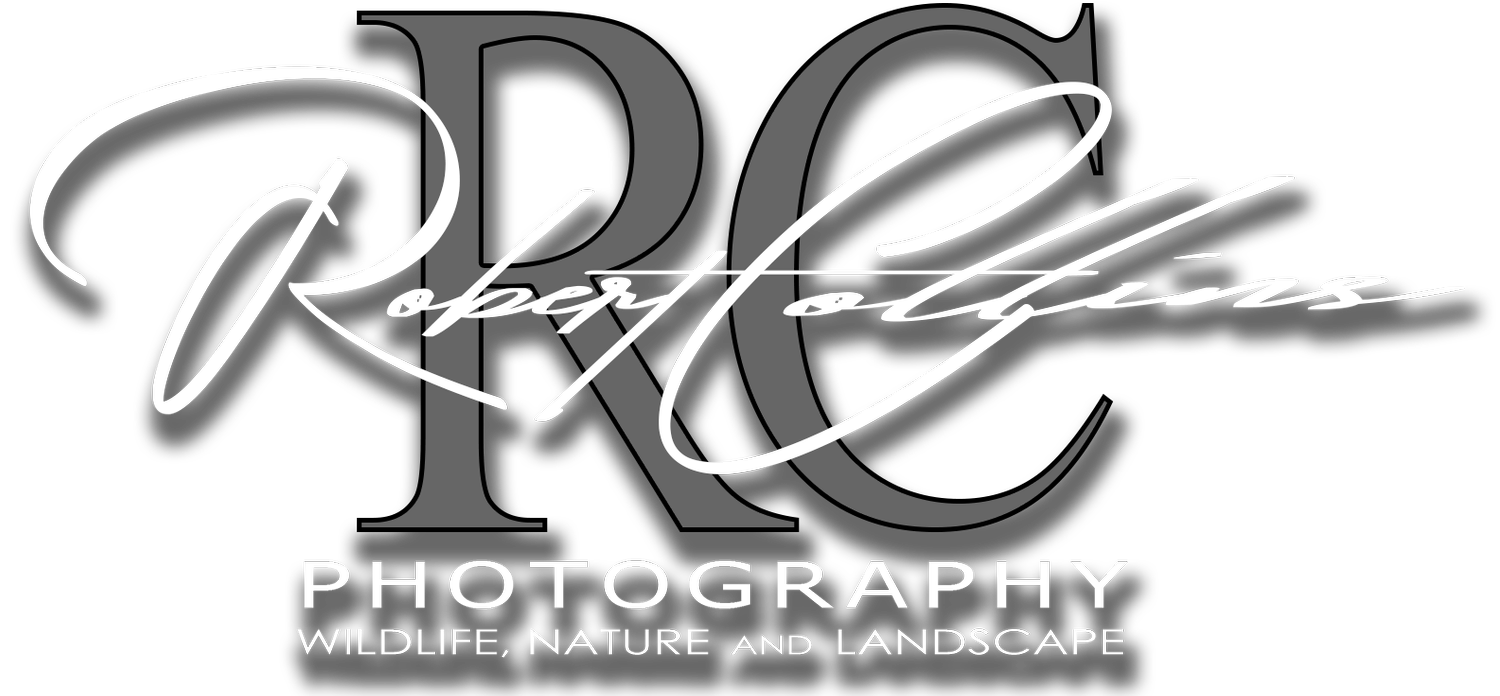 Robert Collins Photography