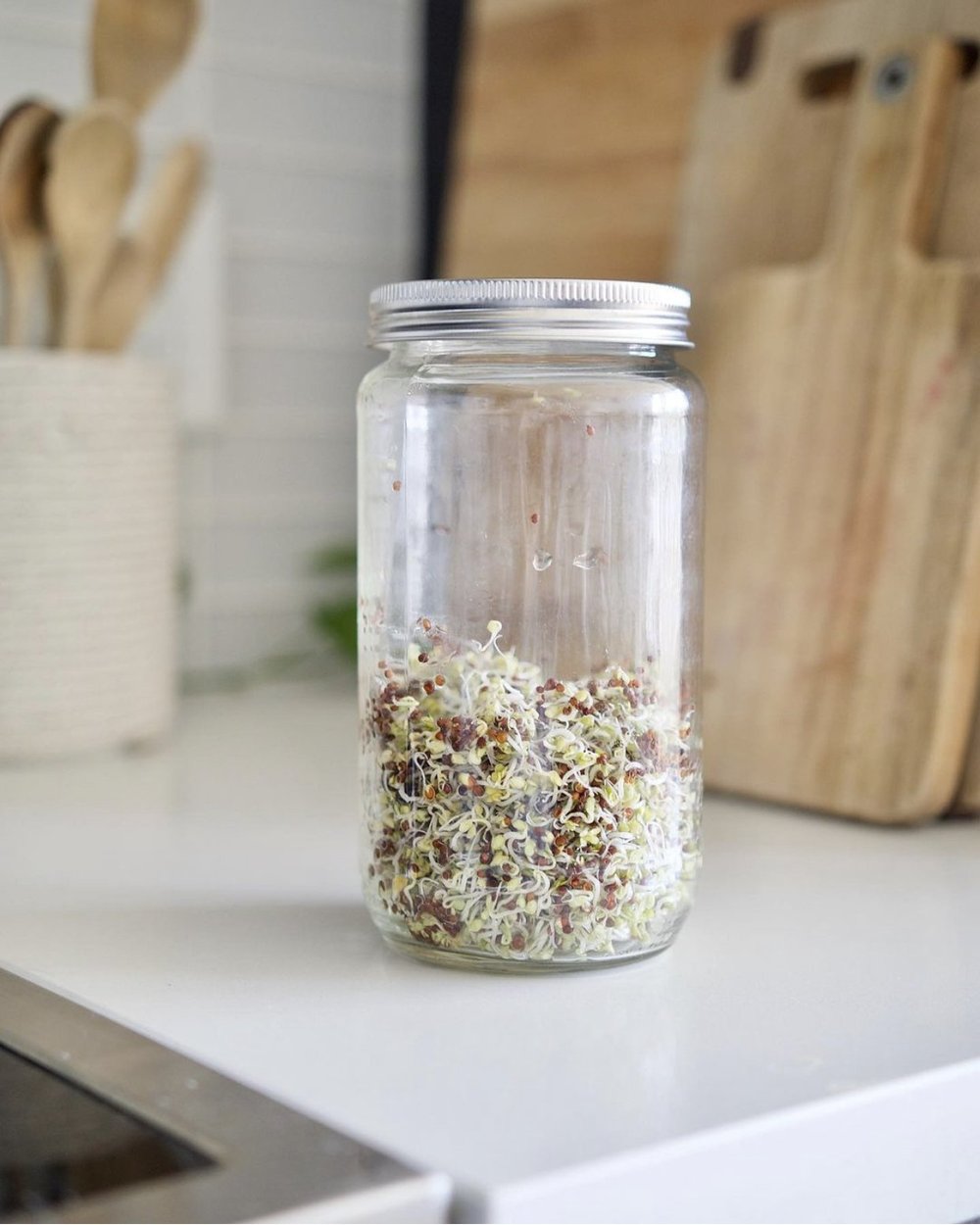 How to Make Broccoli Sprouts — Meghan Livingstone