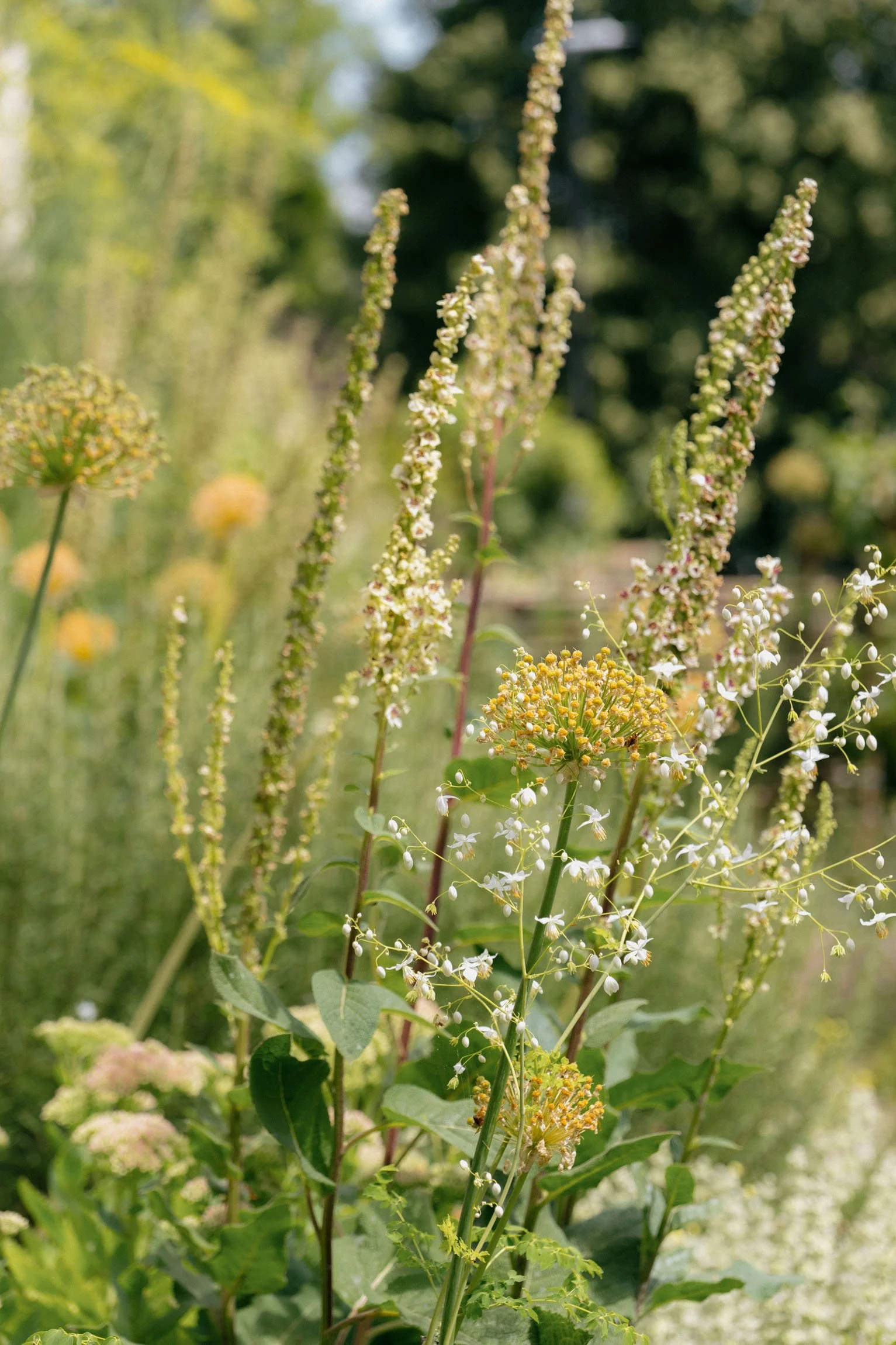 Plant focused garden in Montpelier — INNES DESIGN STUDIO