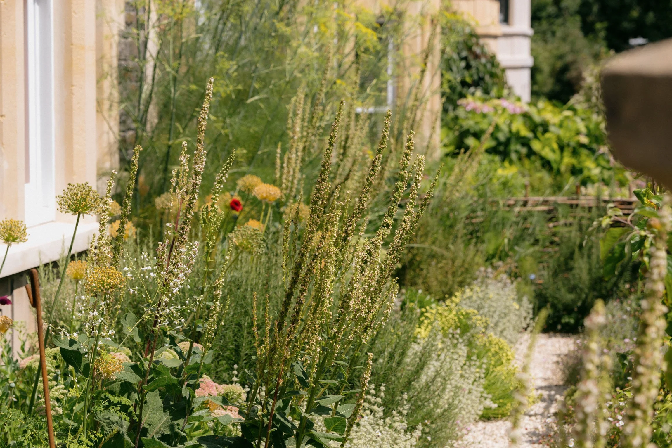 Plant focused garden in Montpelier — INNES DESIGN STUDIO