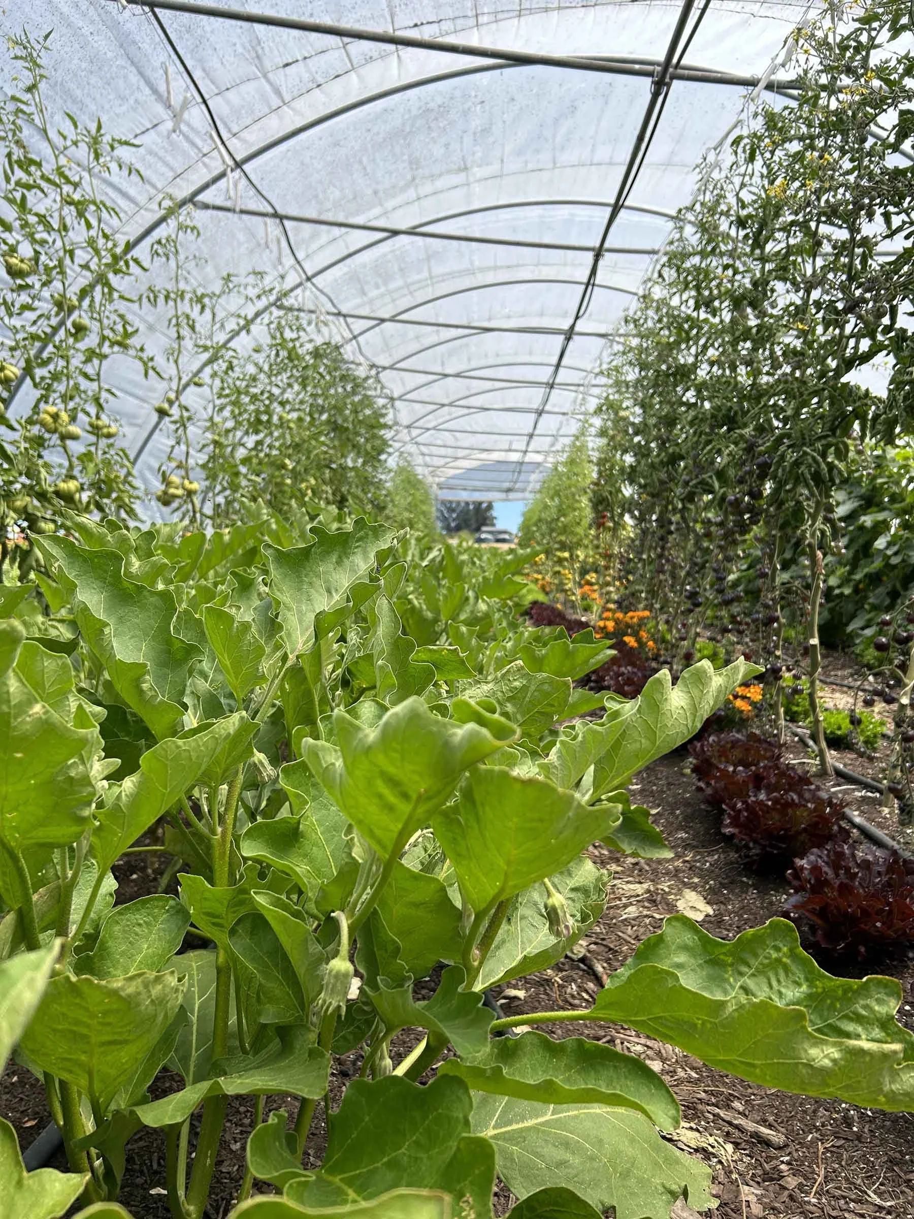 Farm — Live Oak Farm Petaluma | Sonoma County Real Estate | Sonoma New ...