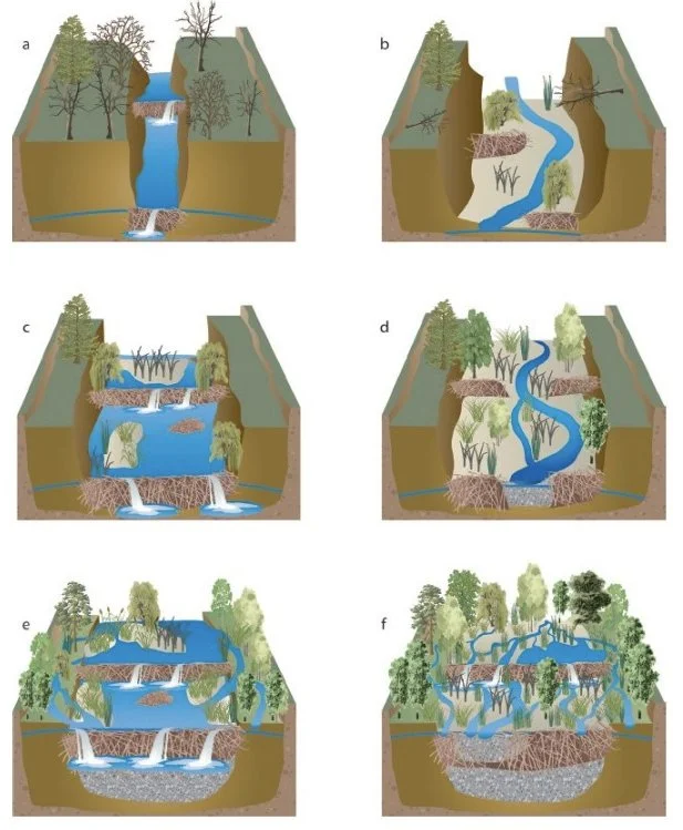 Riverscape Restoration — San Miguel Watershed